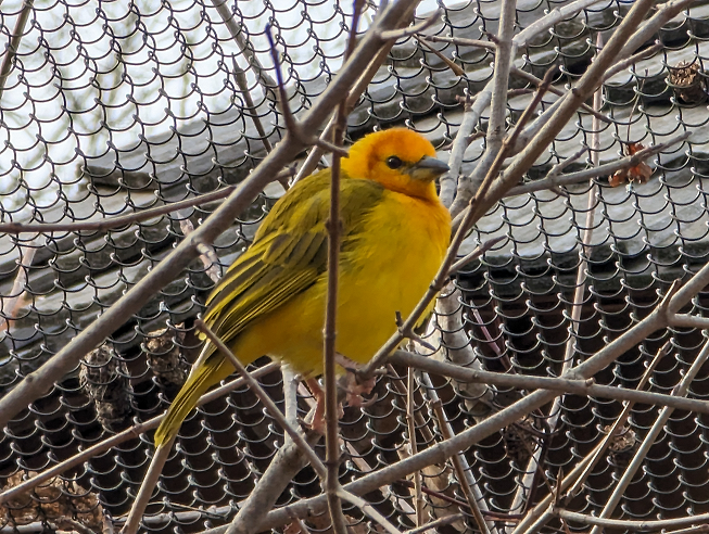 Teveta Golden Weaver – nikki diekemper